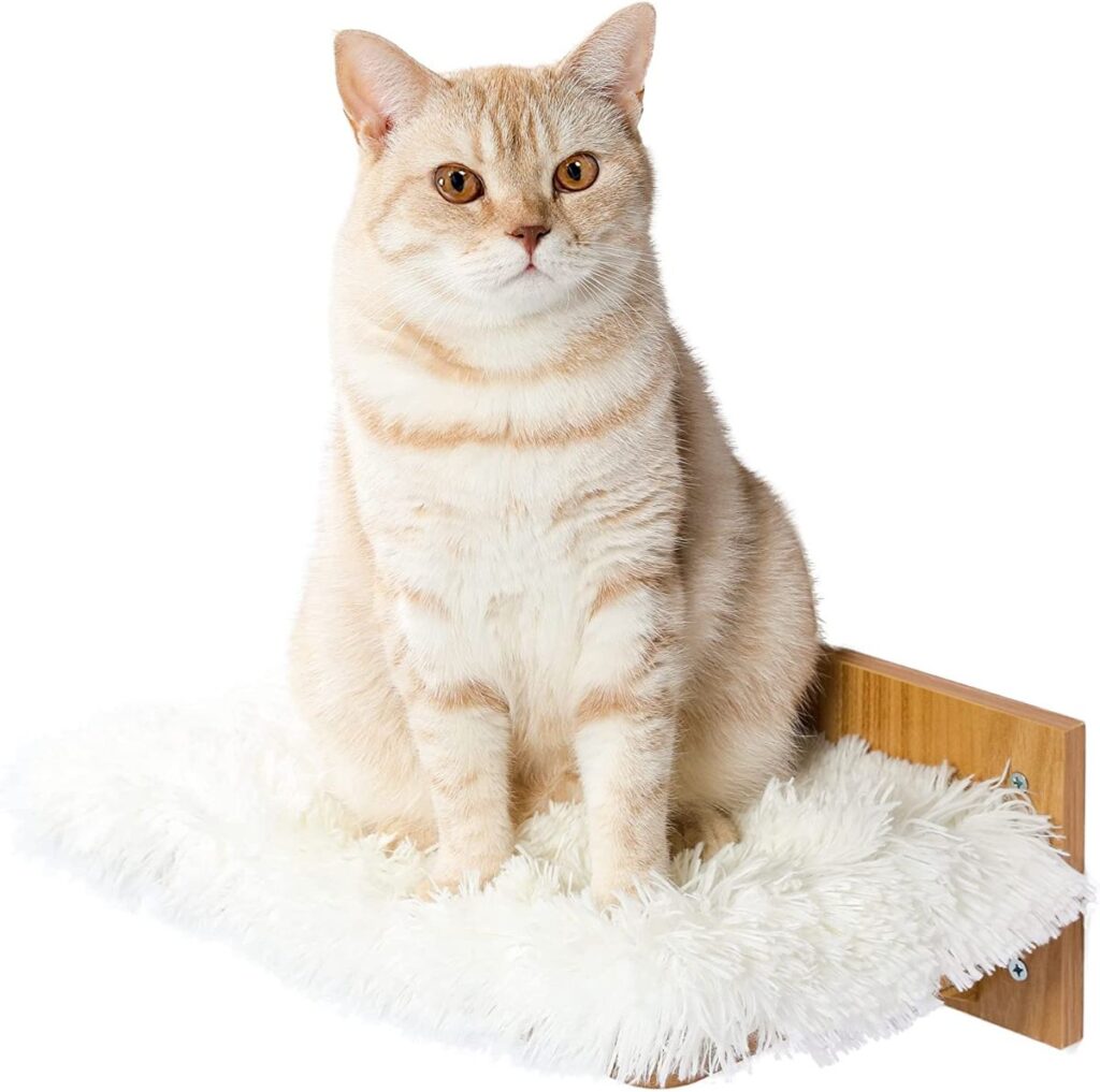 11 Cat Window Perches Your Cat Will Love - MaineCoon.org