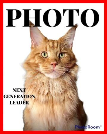 17 Gorgeous Maine Coon Cats with Neck Ruff - MaineCoon.org