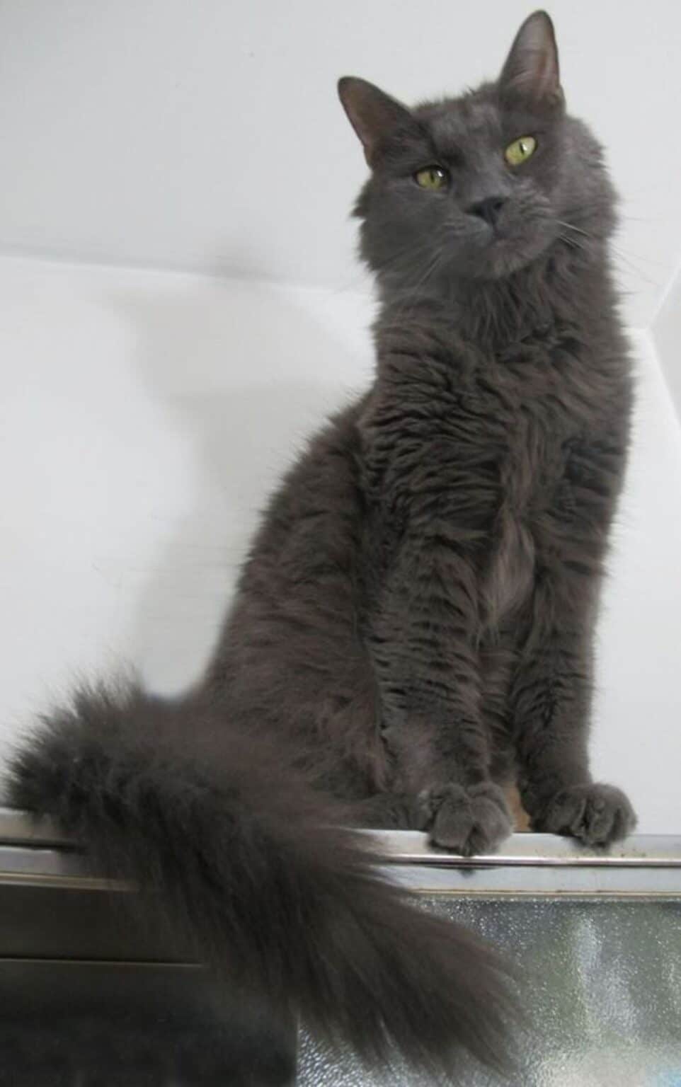 27 Majestic Blue Maine Coons You’ll Love - MaineCoon.org