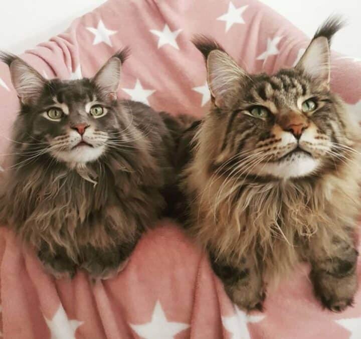 37 Gorgeous Tabby Maine Coon Cats (Classic Patterns) - MaineCoon.org