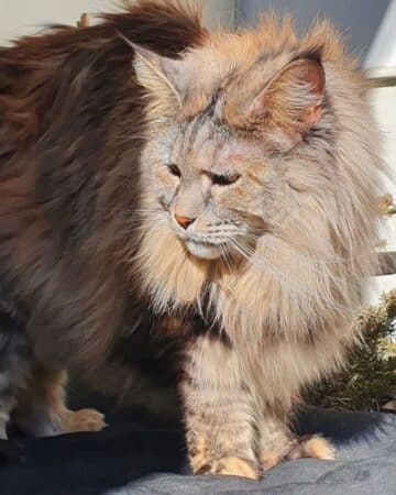 17 Gorgeous Maine Coon Cats with Neck Ruff - MaineCoon.org