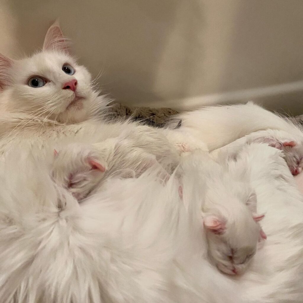 11 Baby White Maine Coons That Deserve an "Awww" - MaineCoon.org