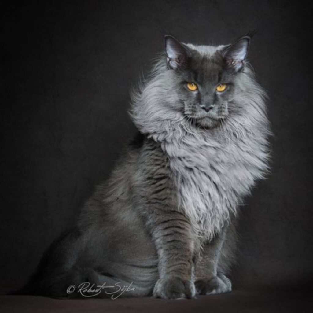 27 Majestic Blue Maine Coons You’ll Love - MaineCoon.org