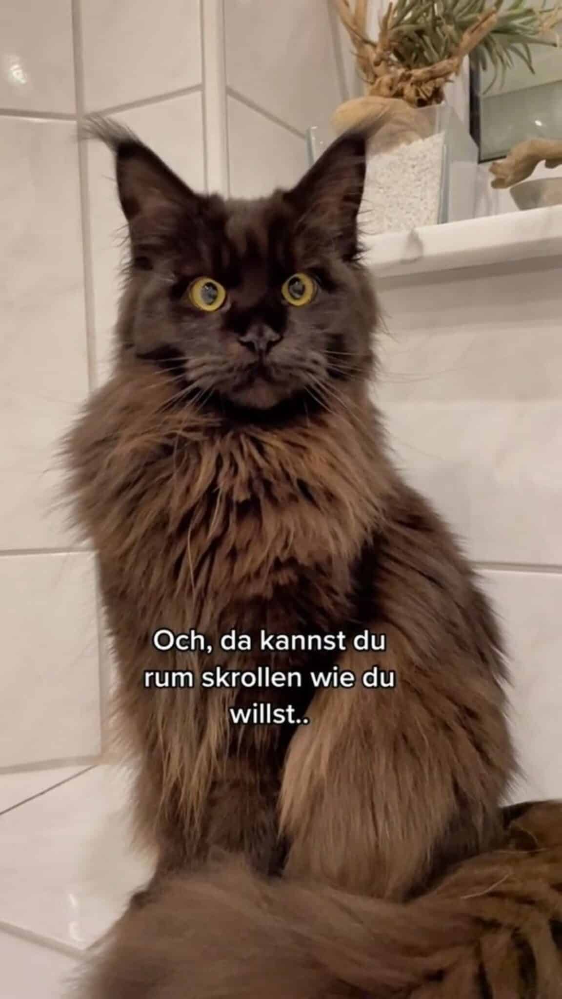 17 Gorgeous Maine Coon Cats with Neck Ruff - MaineCoon.org