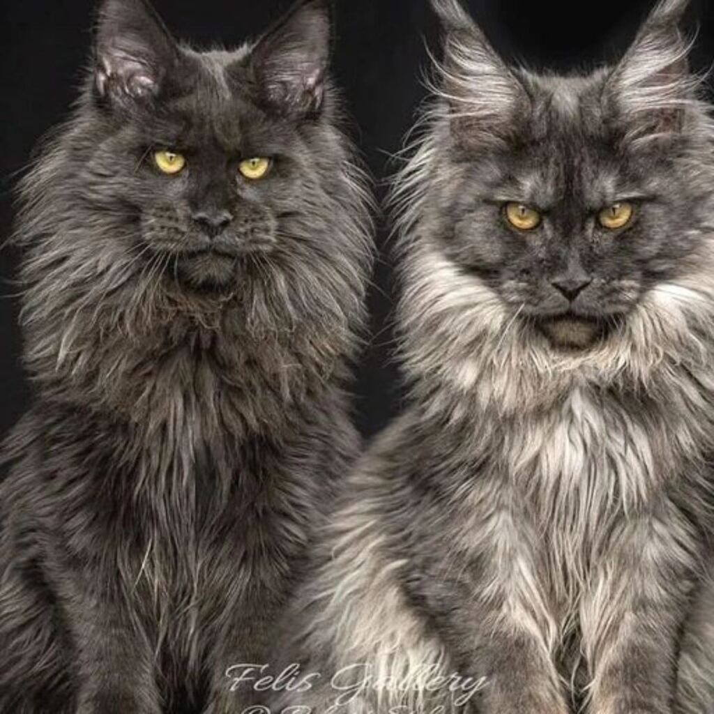 17 Gorgeous Maine Coon Cats With Gold Eyes - MaineCoon.org