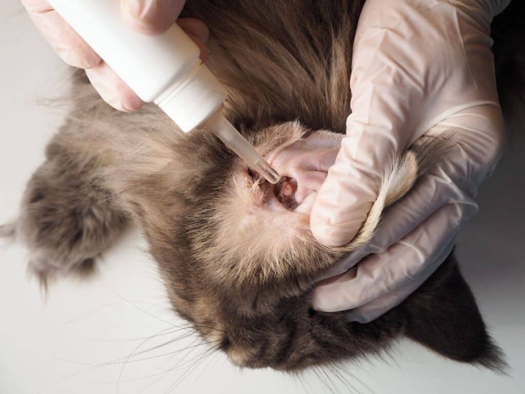 7 Best Maine Coon Ear Drops (For Infections and Wax) - MaineCoon.org
