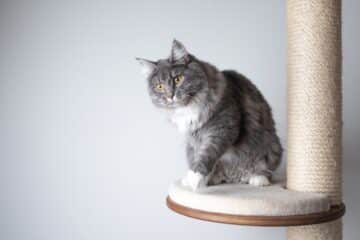 11 Best Maine Coon Scratching Posts - MaineCoon.org