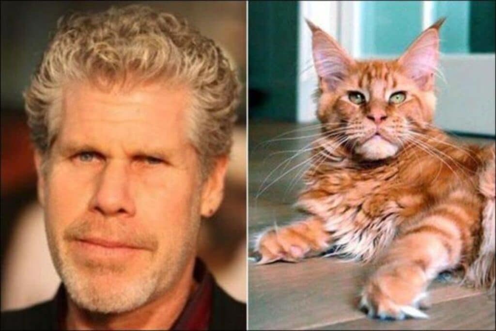 5 Maine Coon Cats That Look Like Celebs! - MaineCoon.org