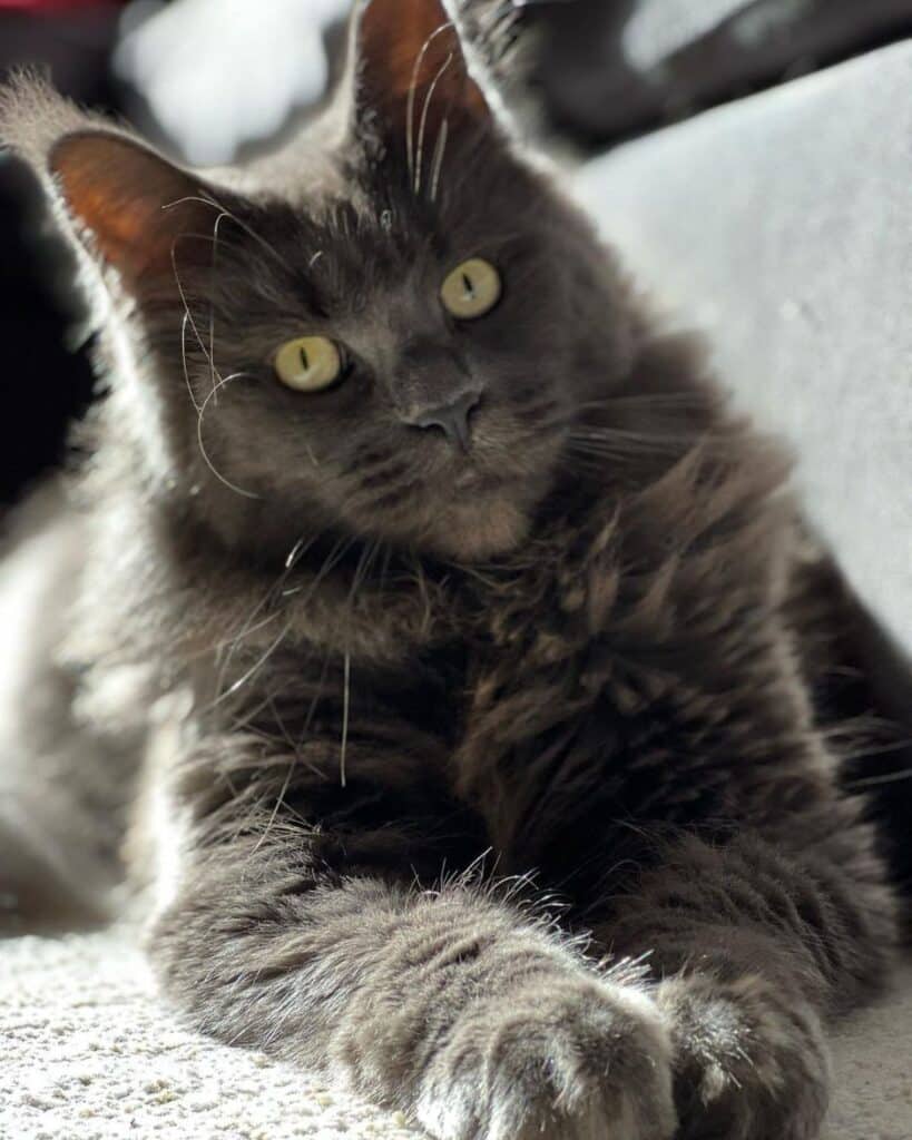 17 Beautiful Maine Coon Cats That Deserve An “Awww” - MaineCoon.org