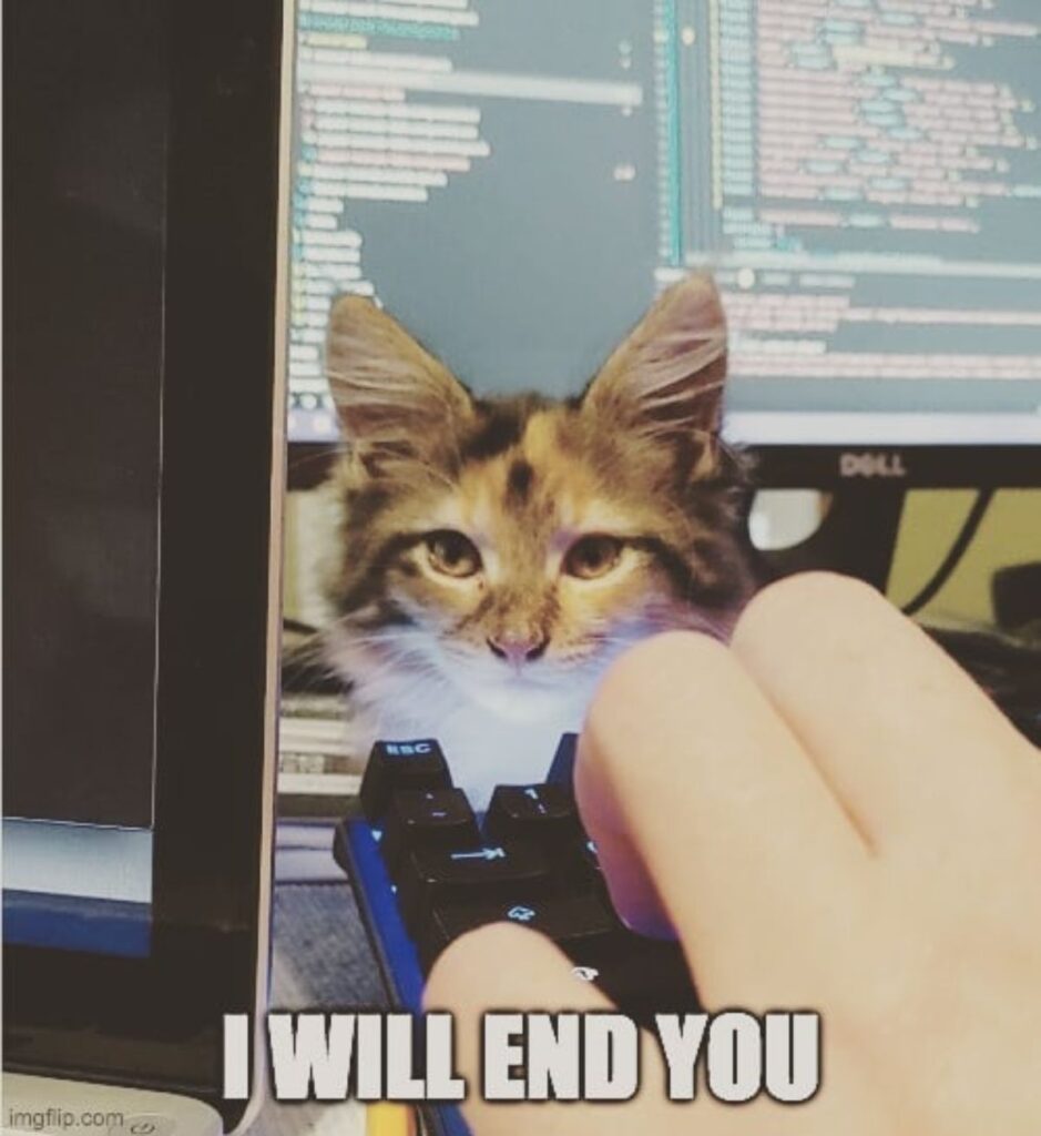 21 Funny Maine Coon Memes To Make You Laugh - MaineCoon.org