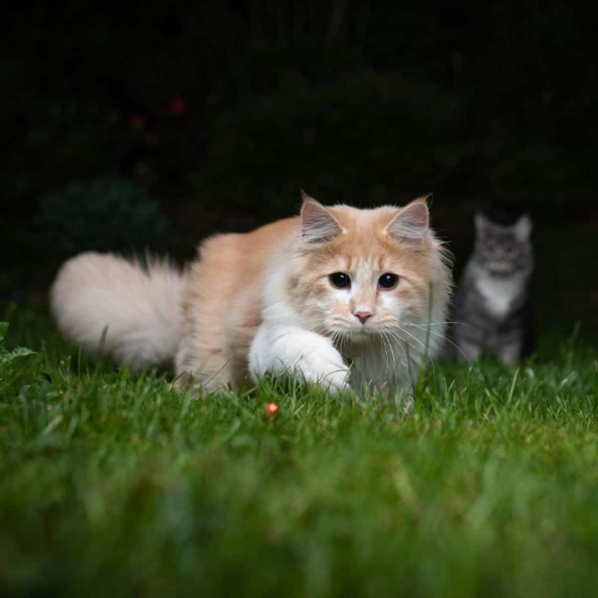 7 Best Wet Food for Maine Coon Cats - MaineCoon.org