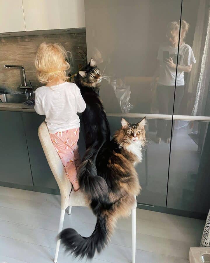 21 Heart-Melting Maine Coons With Babies (With Photos) - MaineCoon.org