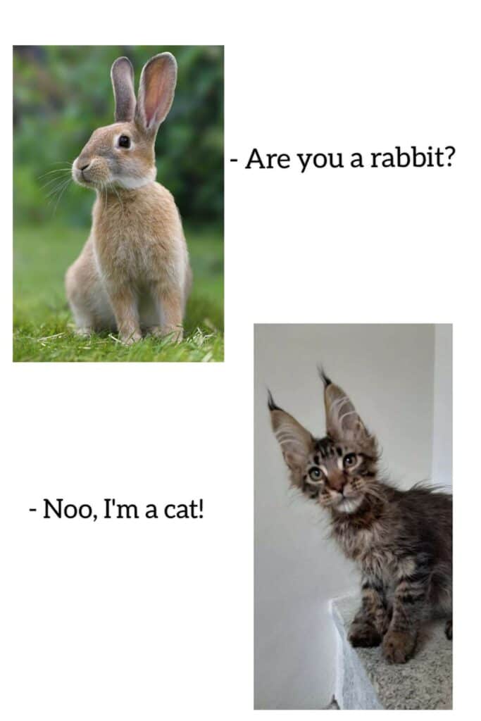 21 Funny Maine Coon Memes To Make You Laugh - MaineCoon.org