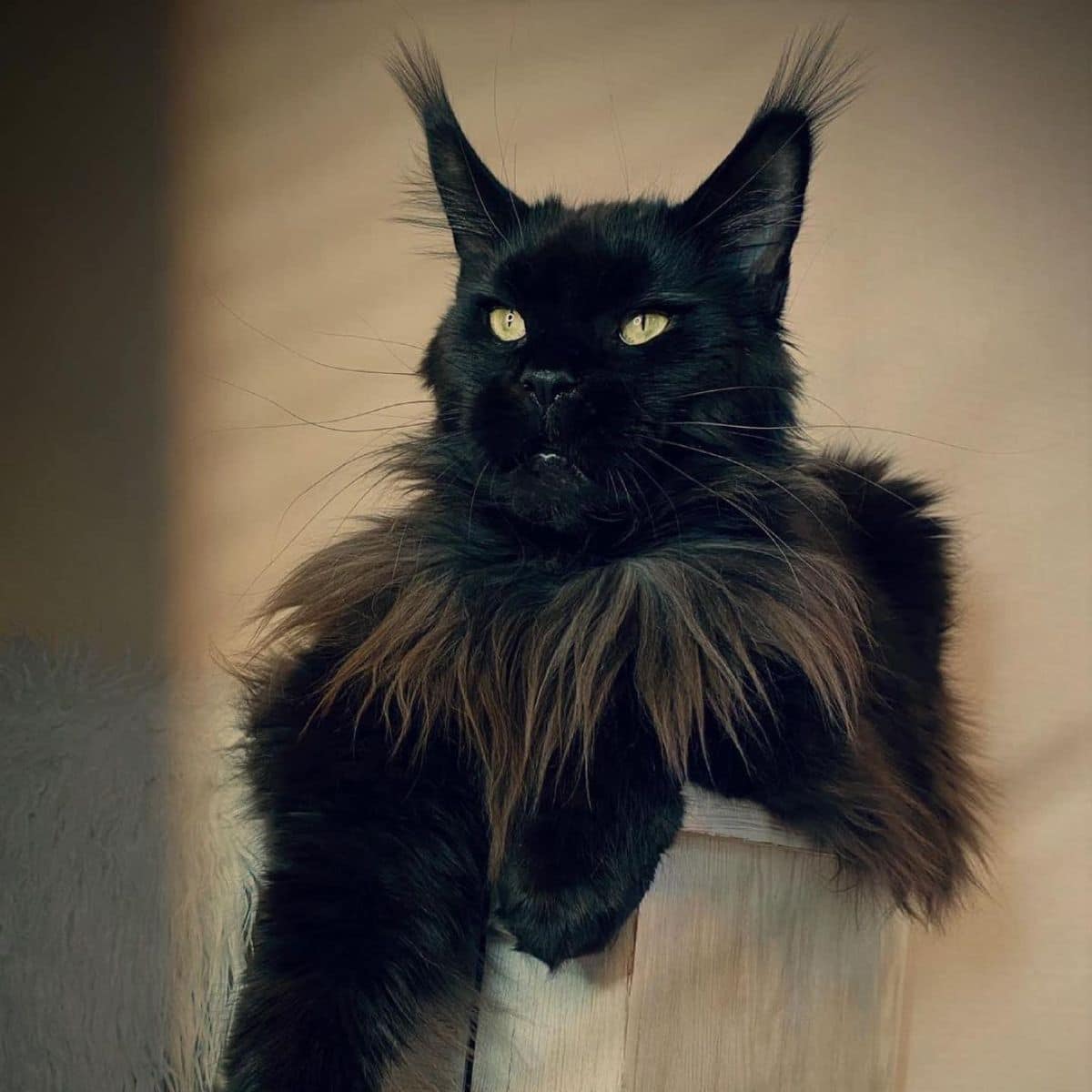 5 Maine Coon Cats That Look Like Celebs! - MaineCoon.org