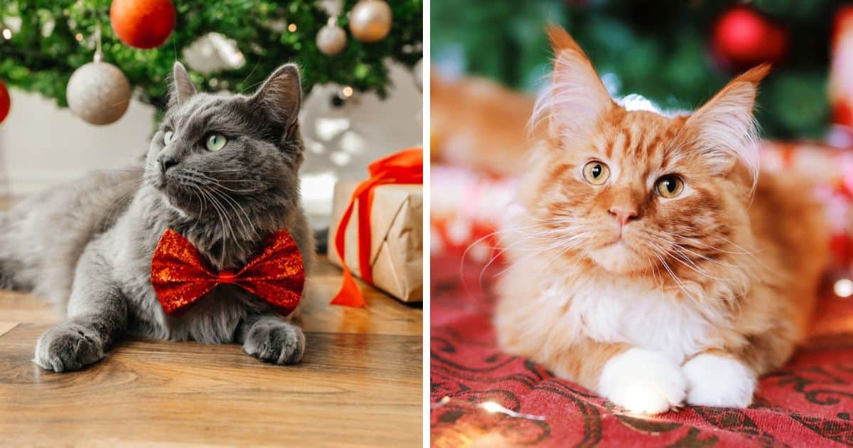 11 Unique Gift Ideas for Cats Who Have Everything - MaineCoon.org