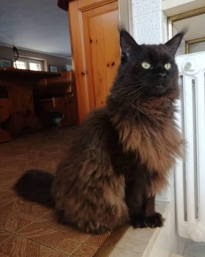 17 Maine Coon Cats With Black Face (With Photos) - MaineCoon.org