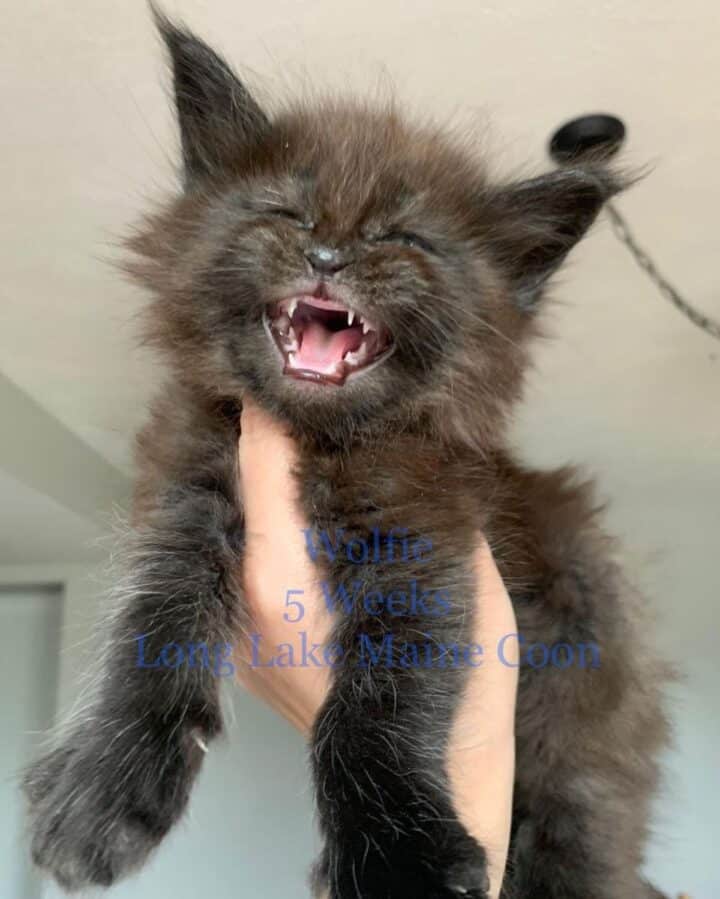 17 Beautiful Baby Black Maine Coon Cats - MaineCoon.org