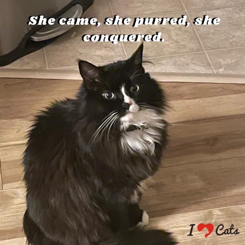 21 Funny Maine Coon Memes To Make You Laugh - MaineCoon.org 21 Funny Maine Coon Memes To Make You Laugh - MaineCoon.org