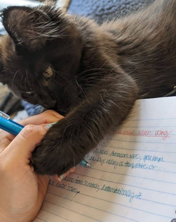 17 Beautiful Baby Black Maine Coon Cats - MaineCoon.org
