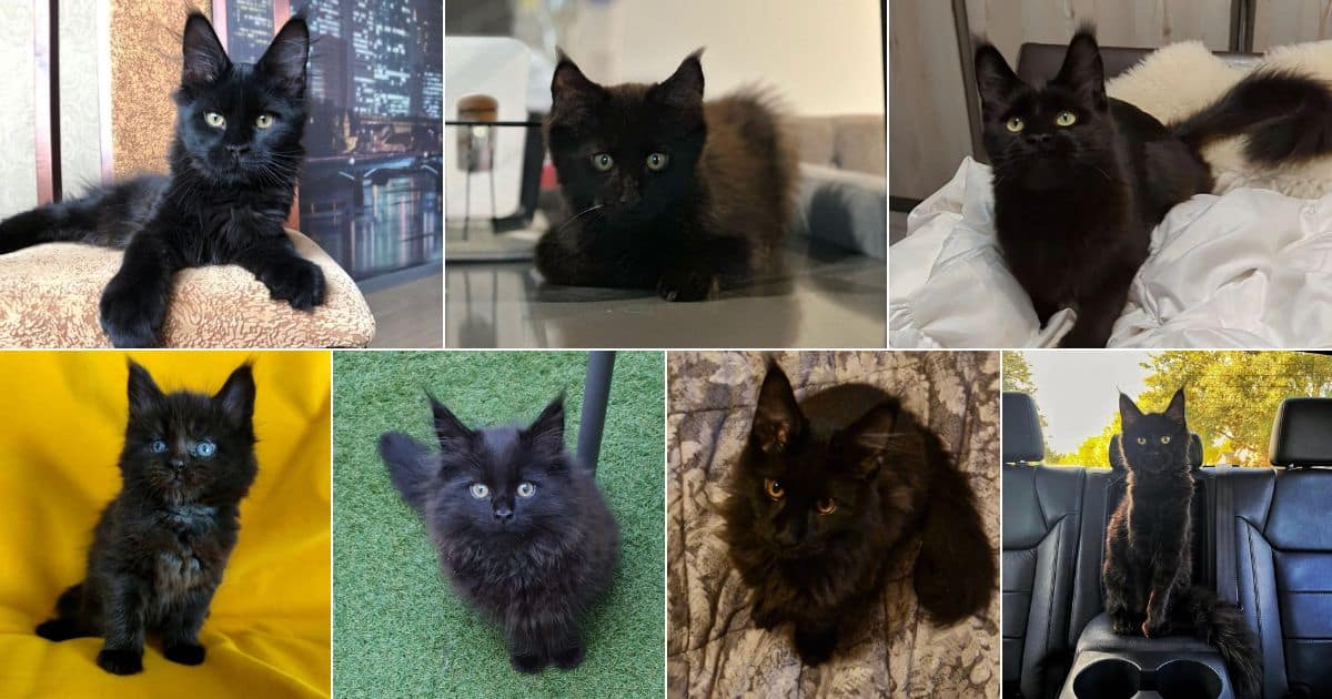 17 Beautiful Baby Black Maine Coon Cats - MaineCoon.org