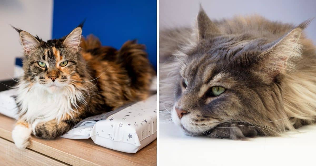 17 Calming Aids for Cats (Vet & Pet Approved) - MaineCoon.org