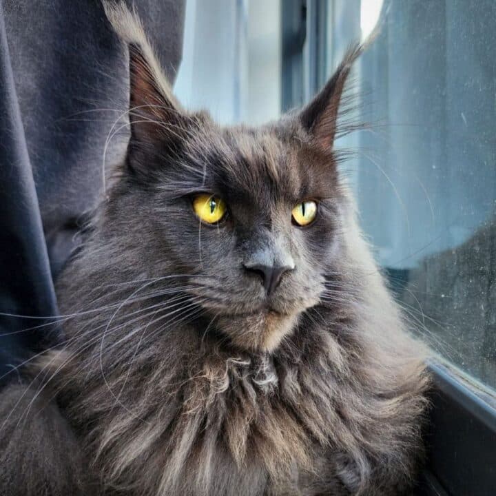 Top 10 List Articles Archives - MaineCoon.org