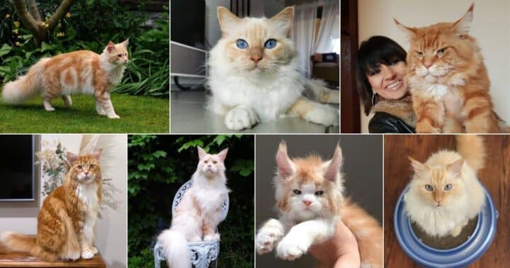 17 Majestic Flame Point Maine Coon Cats - MaineCoon.org