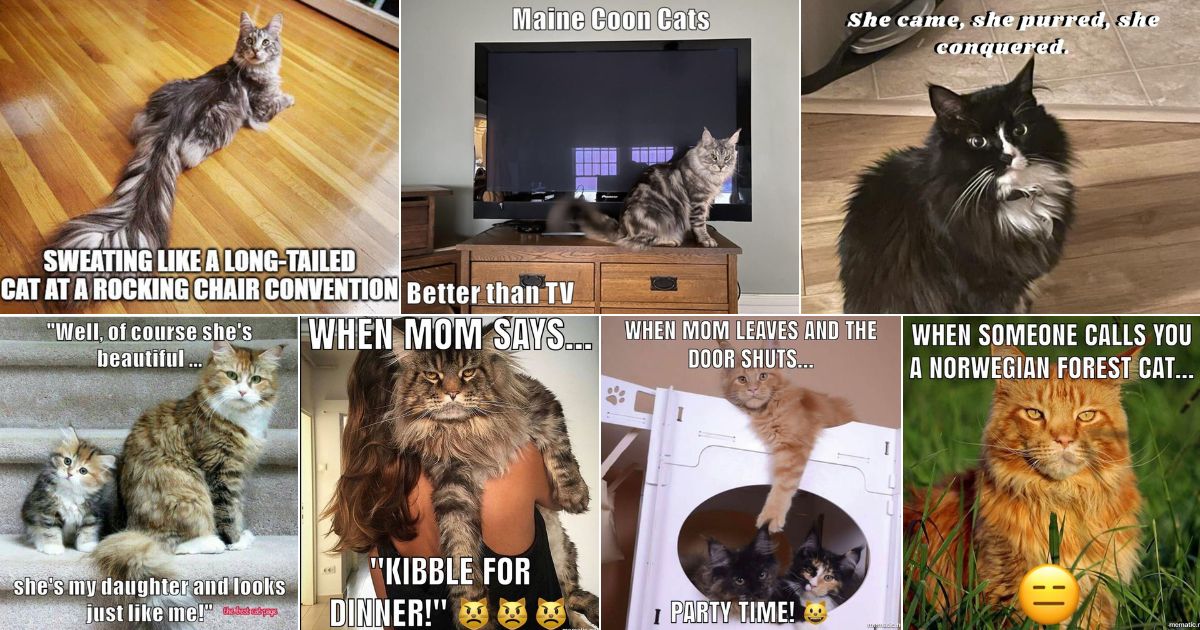 21 Funny Maine Coon Memes To Make You Laugh - MaineCoon.org