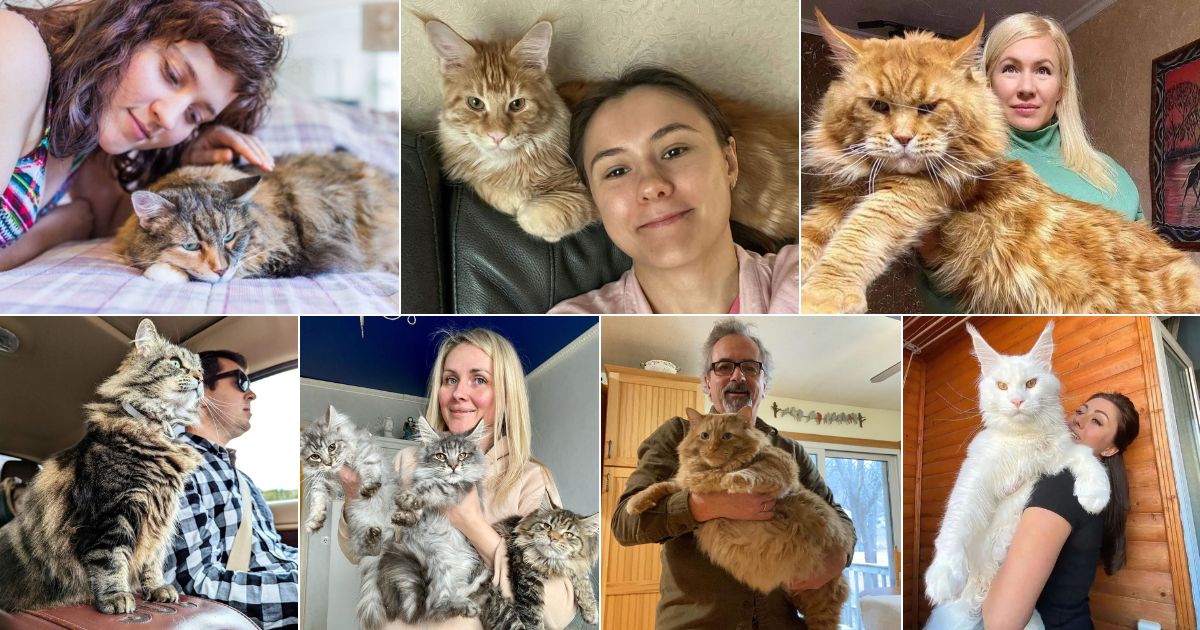 22 Adorable Maine Coons With Their Owners - MaineCoon.org