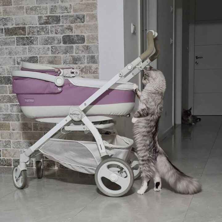 21 Heart-Melting Maine Coons With Babies (With Photos) - MaineCoon.org