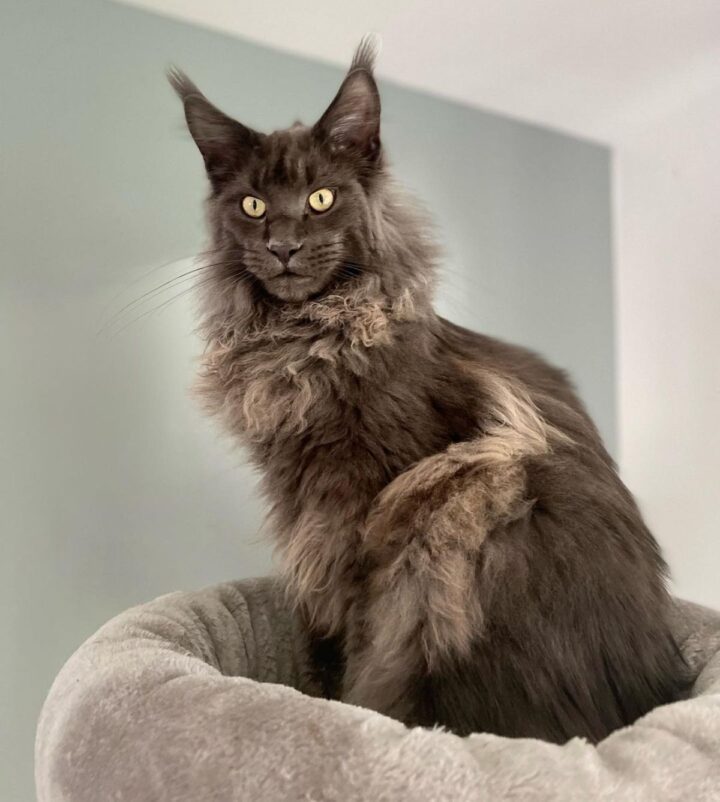 17 Beautiful Maine Coon Cats That Deserve An “Awww” - MaineCoon.org