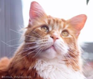 11 Heart-Melting Pictures of Baby Ginger Maine Coon Cats - MaineCoon.org
