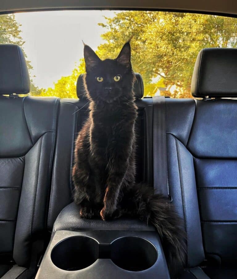17 Beautiful Baby Black Maine Coon Cats - MaineCoon.org