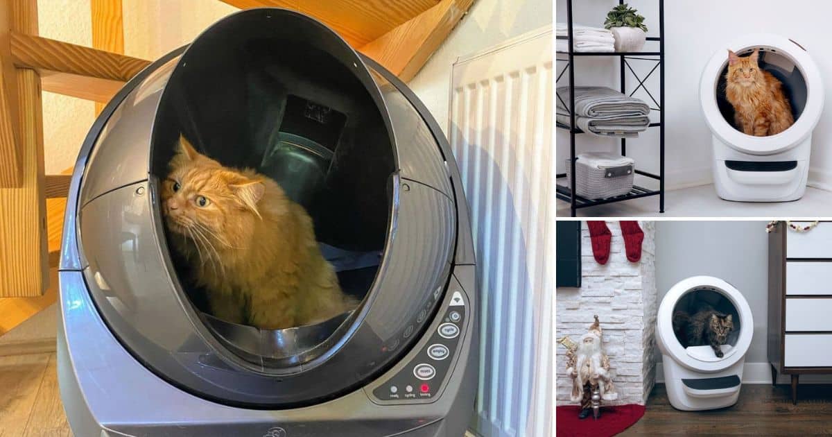 5 Cute Maine Coons With Their Litter Robots (With Photos) - MaineCoon.org