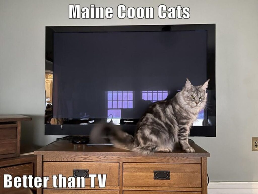 21 Funny Maine Coon Memes To Make You Laugh - MaineCoon.org