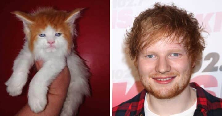 5 Maine Coon Cats That Look Like Celebs