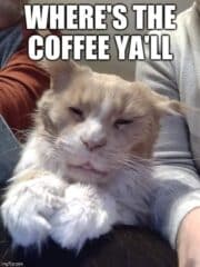 21 Funny Maine Coon Memes To Make You Laugh - MaineCoon.org