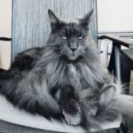 11 Majestic Maine Coons That Are Fully Grown - MaineCoon.org