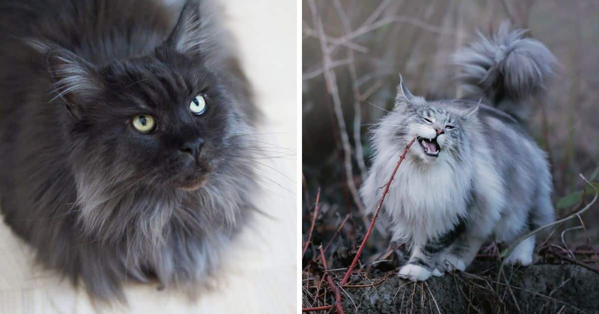7 Photos With Maine Coons That Got Lighter With Age - MaineCoon.org