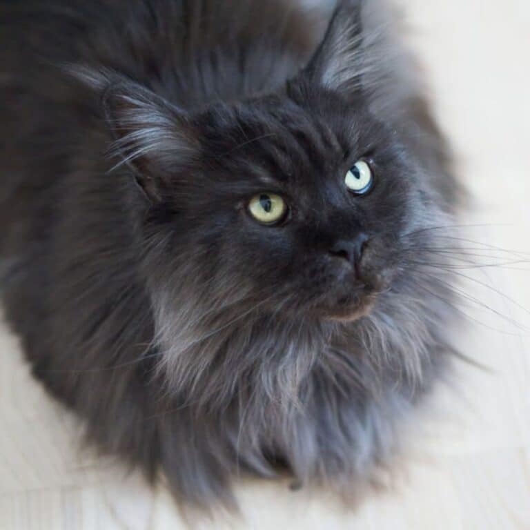 15 Cats Similar to Maine Coons (with Photos) - MaineCoon.org