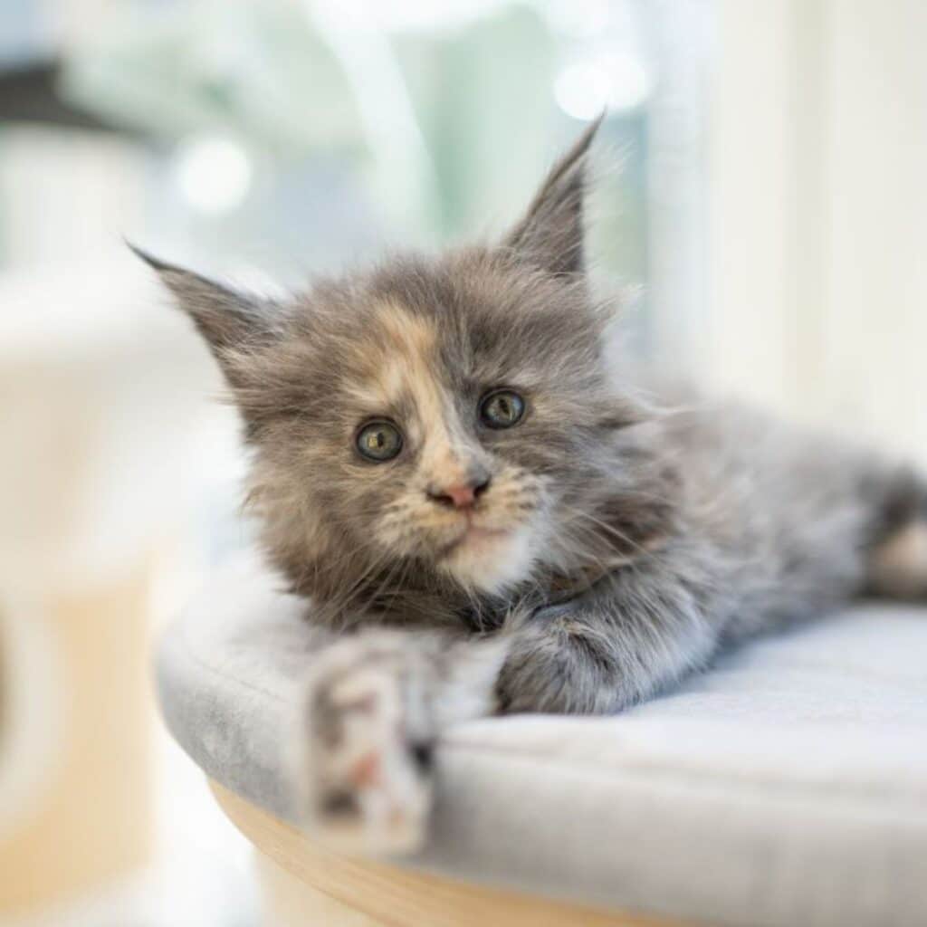 How Do You Bond With A Maine Coon Cat 11 Proven Ways