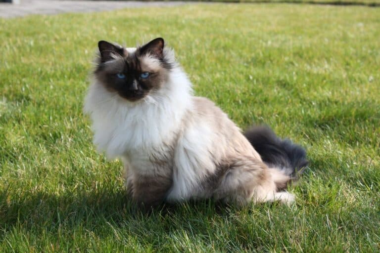 15 Cats Similar to Maine Coons (with Photos) - MaineCoon.org