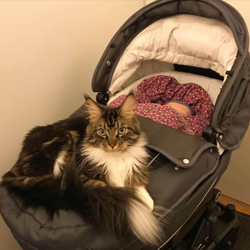 21 Heart-Melting Maine Coons With Babies (With Photos) - MaineCoon.org