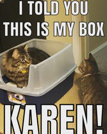 21 Funny Maine Coon Memes To Make You Laugh - MaineCoon.org