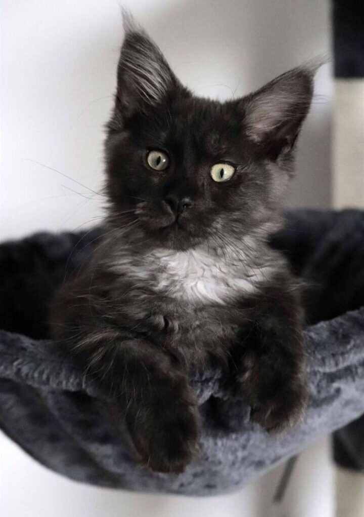 17 Beautiful Baby Black Maine Coon Cats - MaineCoon.org
