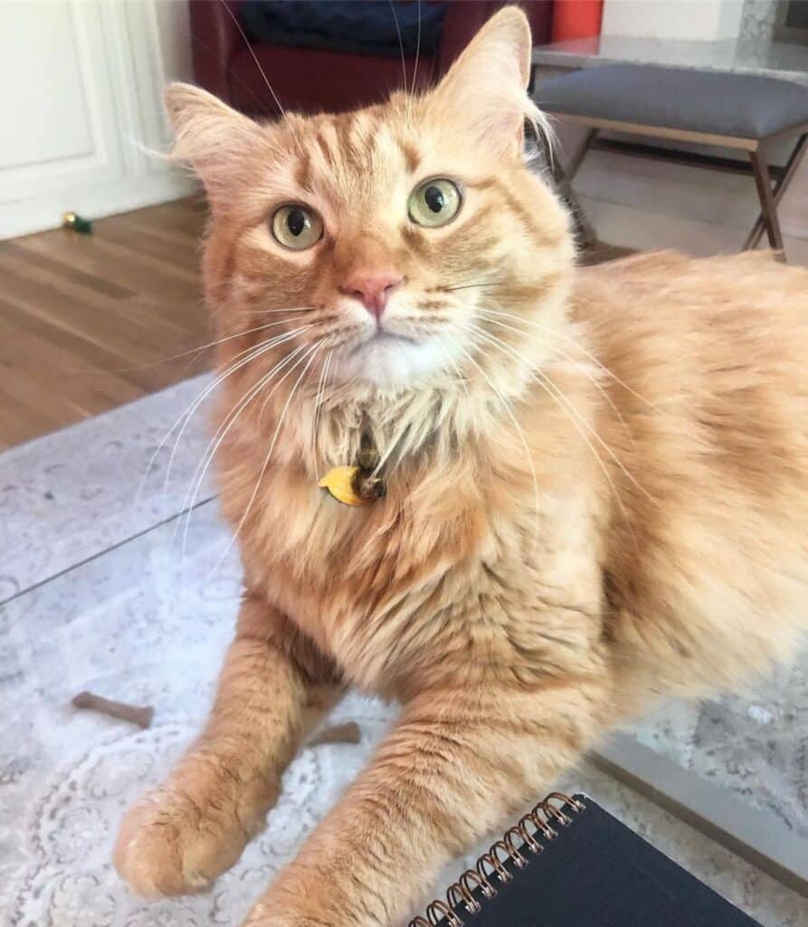 11 Heart-Melting Pictures of Baby Ginger Maine Coon Cats - MaineCoon.org