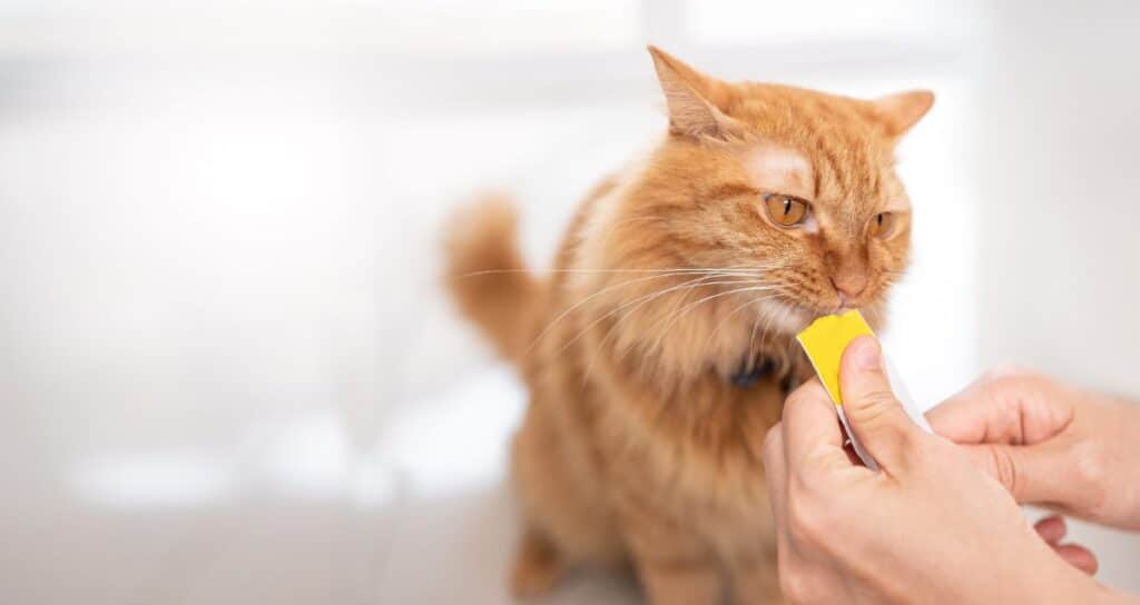 7 Purrfect Liquid Treats for Cats (Maine Coon Approved)