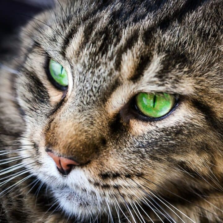 Maine Coon Paws vs Normal Cat Paws (7 Cute Differences) - MaineCoon.org