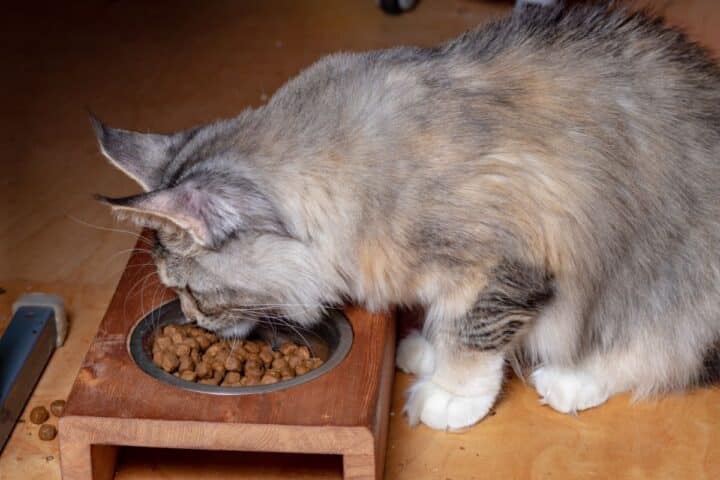 7 Best Grain Free Dry Food For Cats 2023