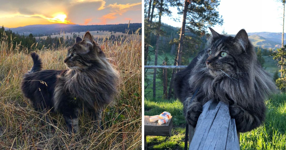 Otie the Maine Coon Cat Loves Hiking (Cuteness Alert) - MaineCoon.org